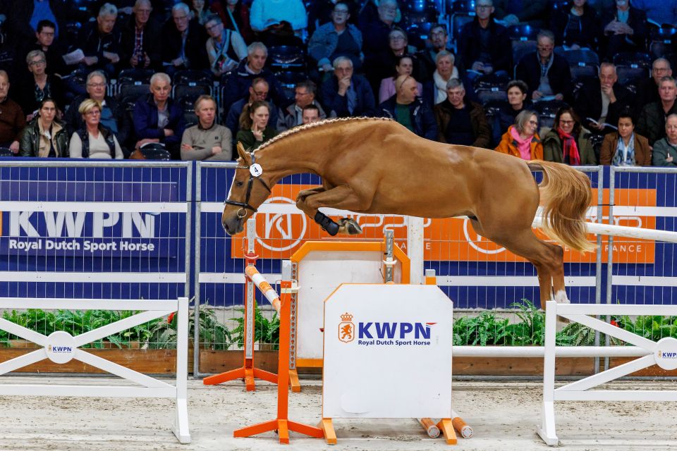 Aganix du Seigneur Z en Caribis Z leveren premiehengsten bij KWPN