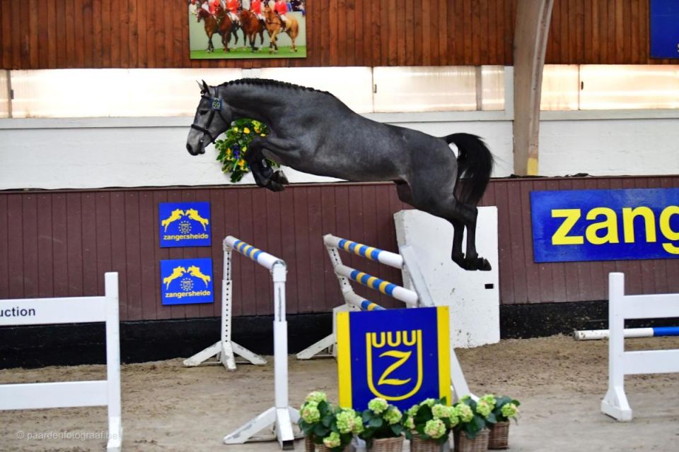 Z stallions in the sport | Zangersheide