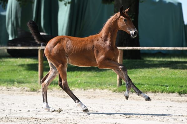 CHACCO'S USHI Z - Daughter of 1m60 jumping STERREHOF'S USHI ...