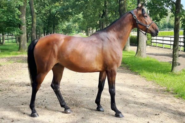 Homepage [www.zangersheide.com]