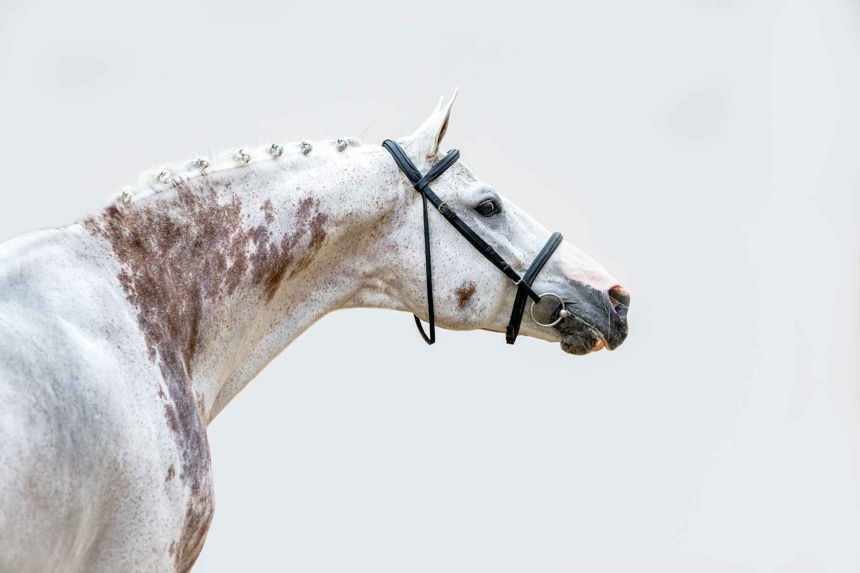 Homepage [www.zangersheide.com]