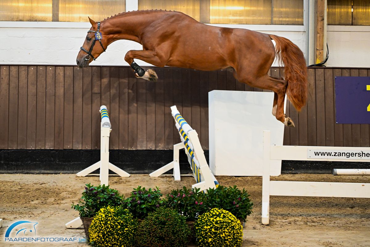 27 stallions selected for 2nd round of loose jumping