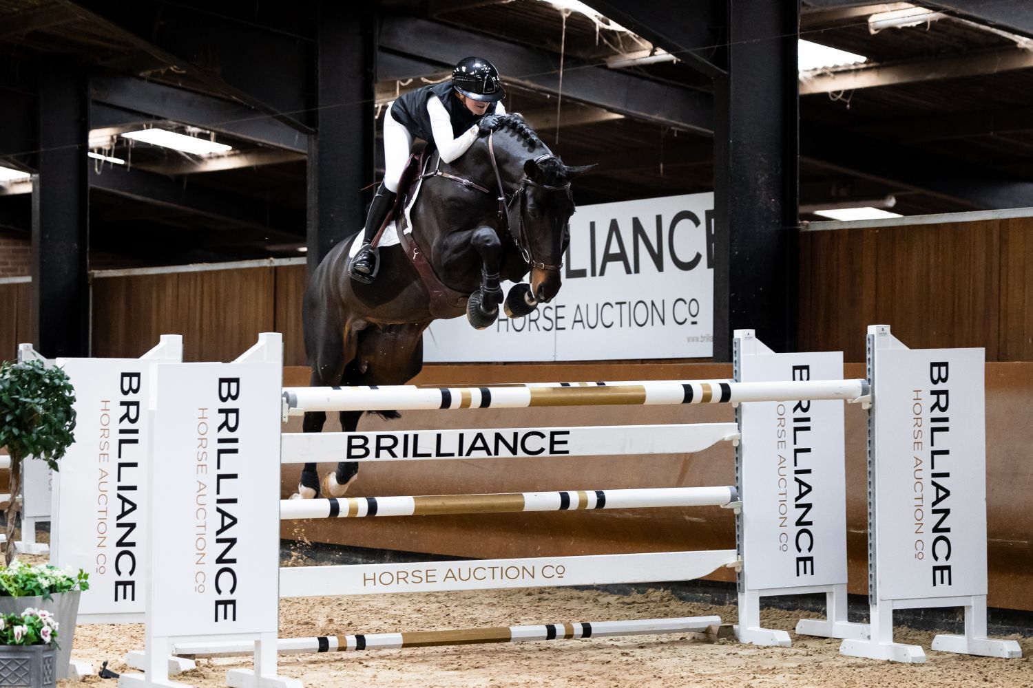 Dominator 2000 Z delivers auction topper at Brilliance Horse Auction