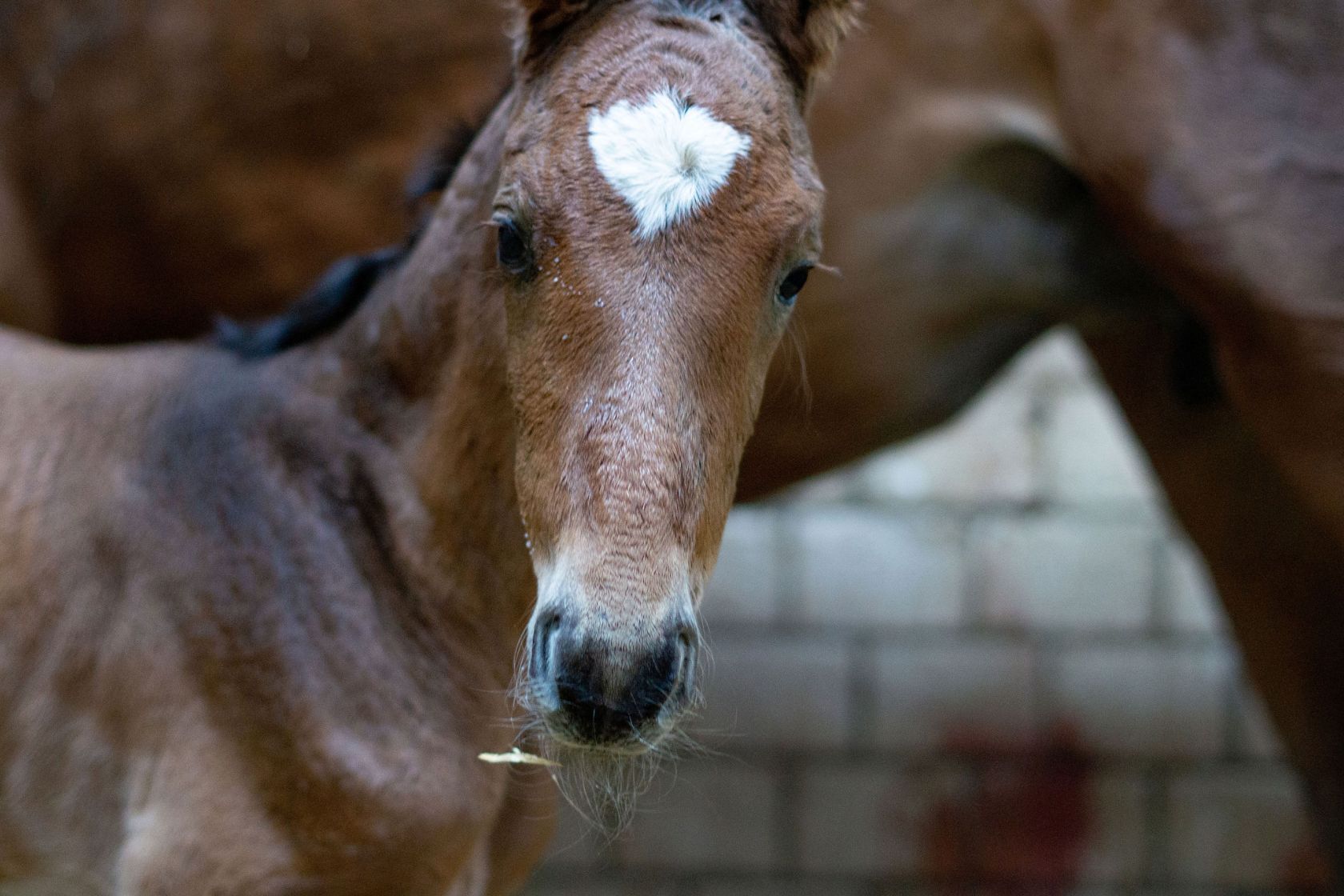 New Life - CRUSH ON ME Z (COUNT ON ME Z)