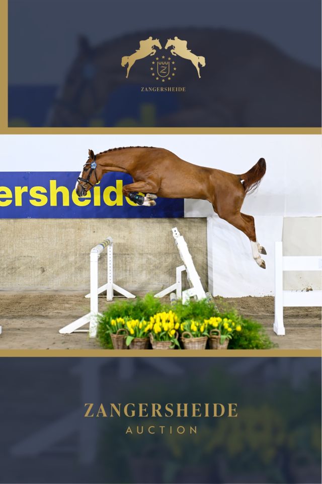 EMMERSON HERO Z - | Zangersheide.Auction