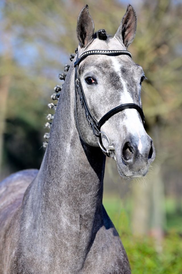 LEVISTO-FLAMINGO Z - Gorgeous Levisto Z out of international damline ...