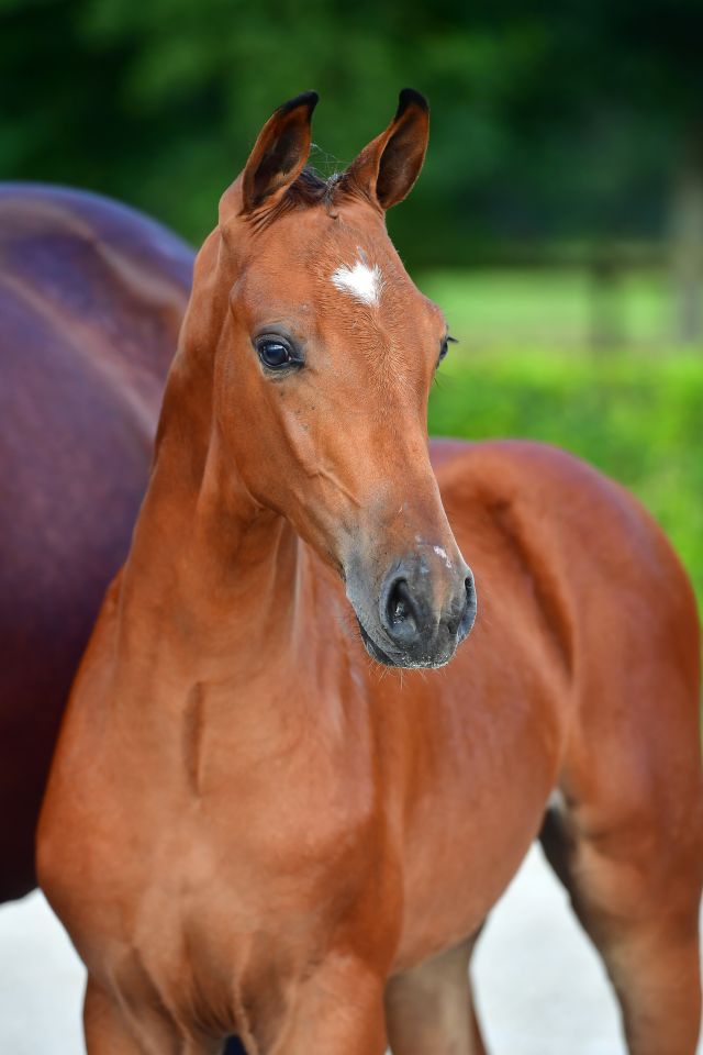 CHUBA CHUP JL Z - CHACCO BLUE combined with the full sister to the ...