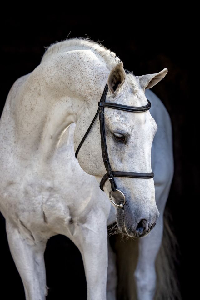 Discover the exclusive stallions of Zangersheide | Studfarm Zangersheide