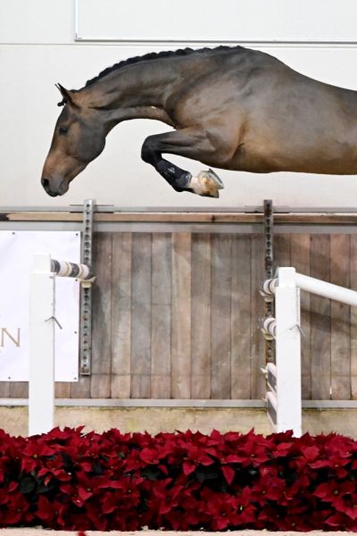 DJANGO Z - A rising star in motion! | Studfarm Zangersheide