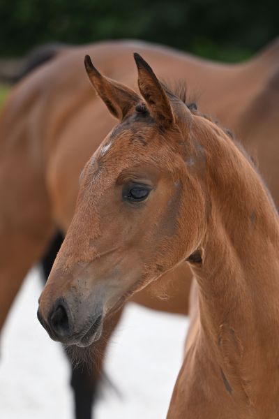 ELITE'S CHARLIE BROWN RC Z - | Breeders.zangersheide.auction