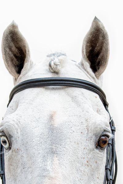 CARIBIS Z - Our blue-eyed phenomenon! | Studfarm Zangersheide