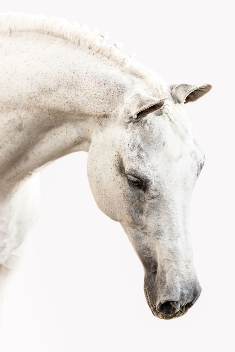 Discover the exclusive stallions of Zangersheide | Studfarm Zangersheide