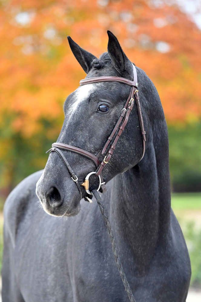 EL AMIGO 111 Z - The scope and bascule of his sire El Barone 111 Z ...