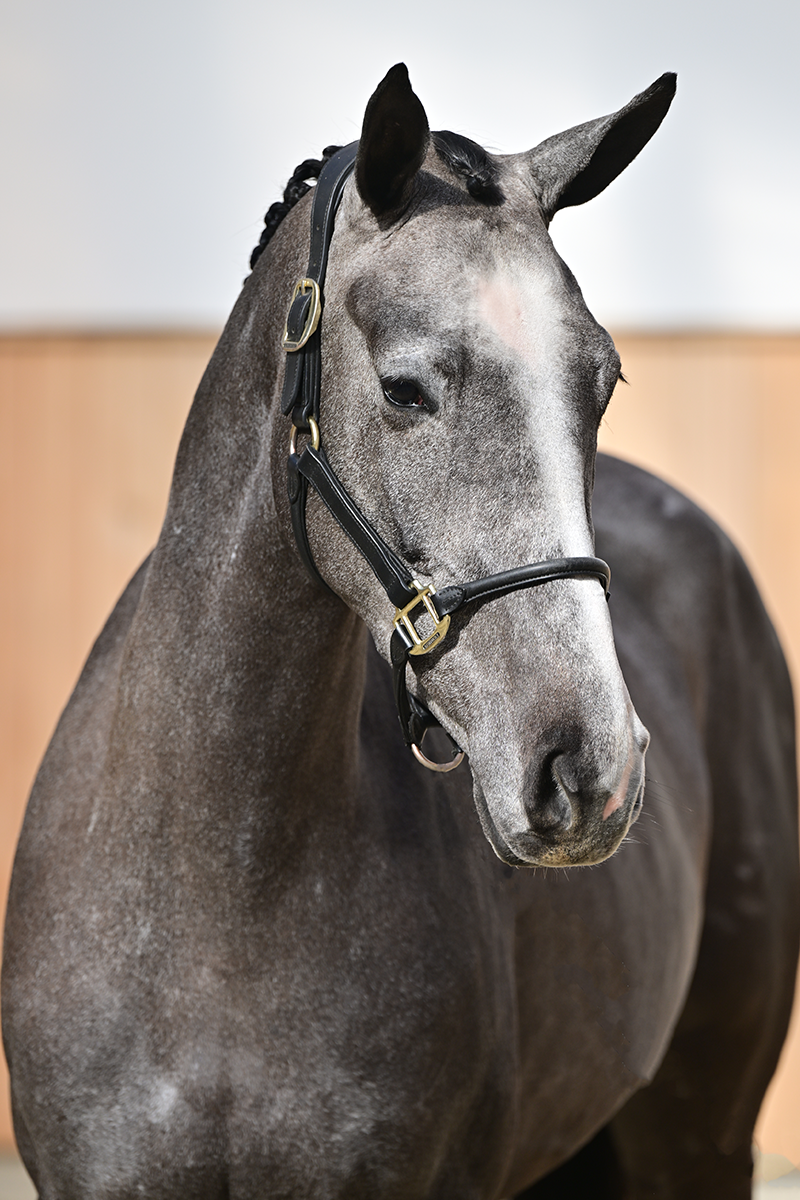 ALMOND Z - Magnificent daughter of Aganix du Seigneur Z out of the ...