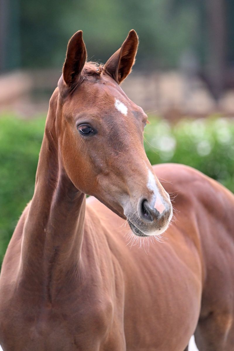 CHINA Z - Chacco Blue filly out of the damline of HELLO M'LADY ...