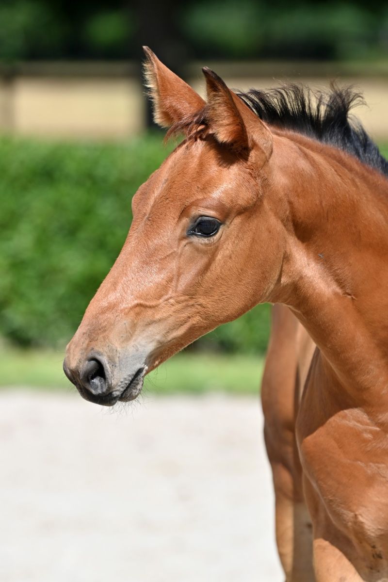 CHARADA Z - Stunning filly by CHACOON BLUE! | Zangersheide.Auction