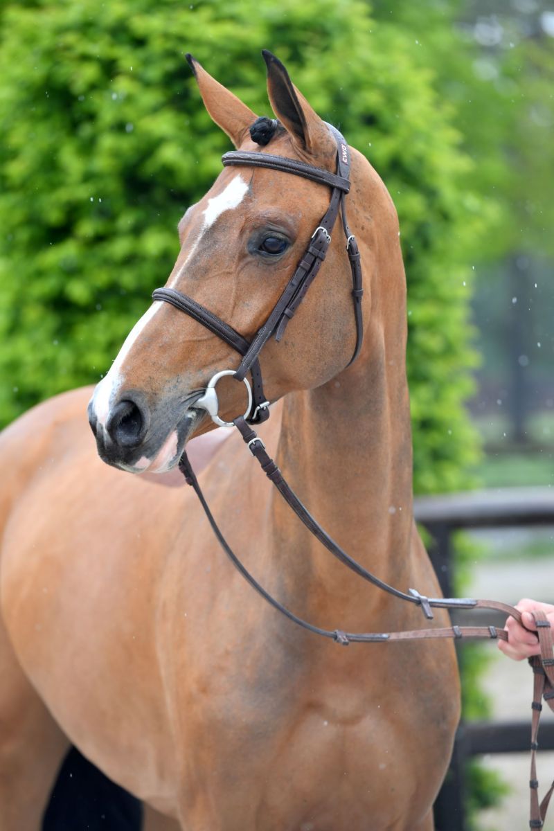 KENDRA - Unique mare out of the damline of Emanuelle Gaudiano 5* GP ...