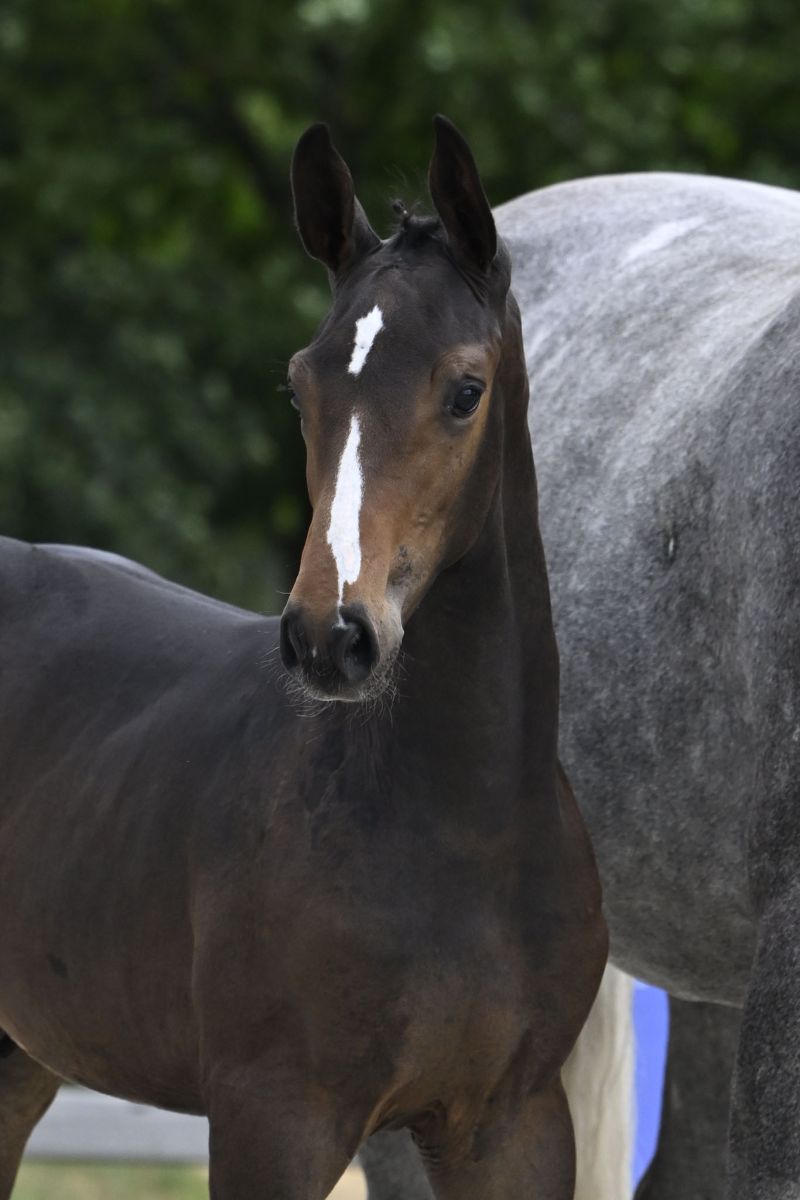 CONDIAS DE POTEAU Z - Stallion prospect by CONTAGIO Z out of damline ...
