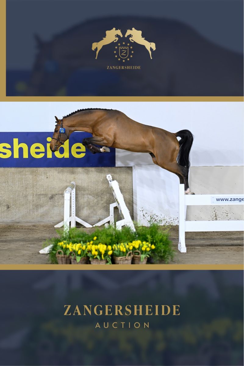 DOURKING HERO Z - | Zangersheide.Auction