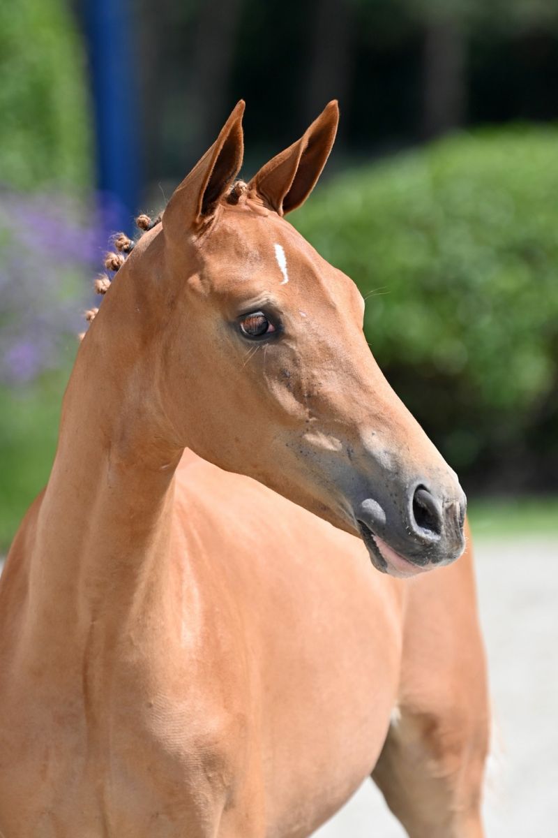 COLETTE DE NYZE Z - Full sister to Kent Ferrington's LANDON (ex Crack ...