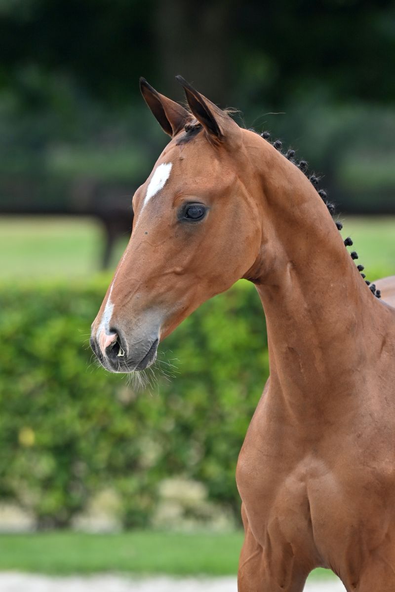 CLEAR ROUND Z - Son of Christian Ahlmann's 1m60 performing mare CIAO ...