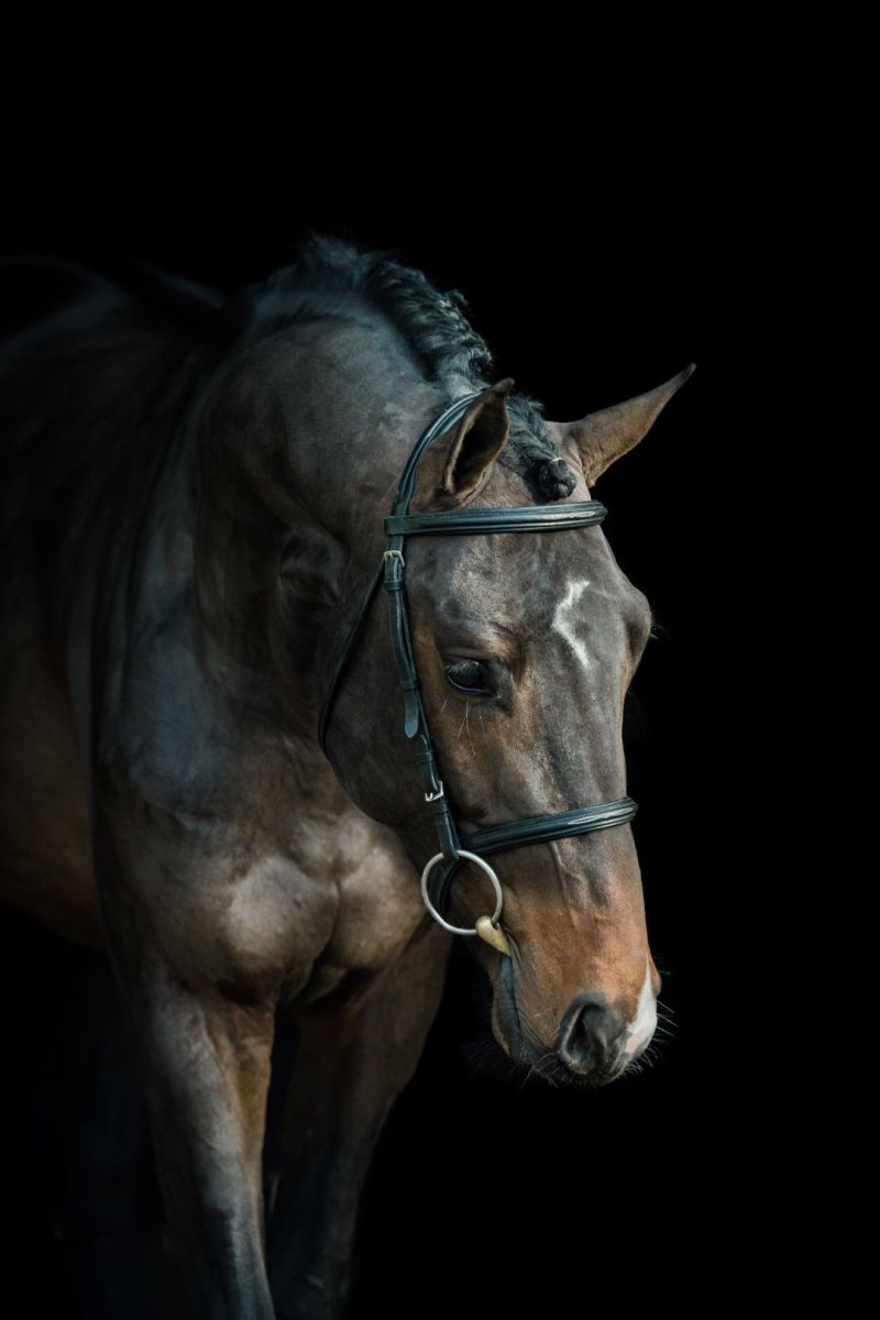 Ontdek de exclusive hengsten van Zangersheide | Stoeterij Zangersheide