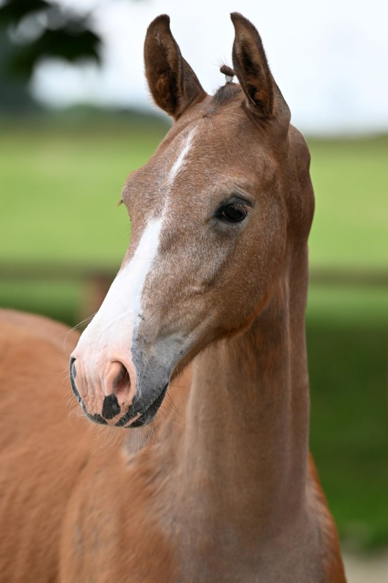 CHAMPION DU CONTAGIO Z - Out of 1m55 jumping MONTENDA W, sister to 3 ...