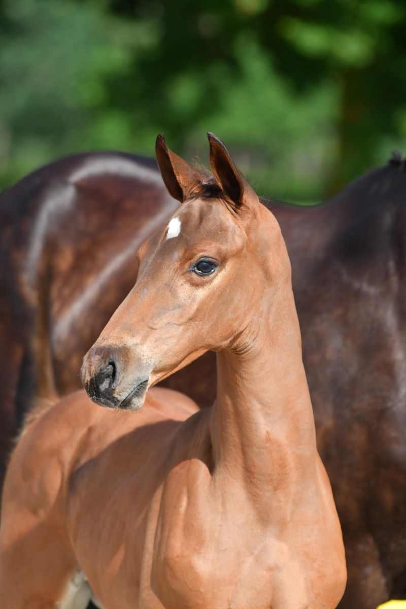 BALOU 2000 Z - Balou du Reventon out of full sister to Kent Farrington ...