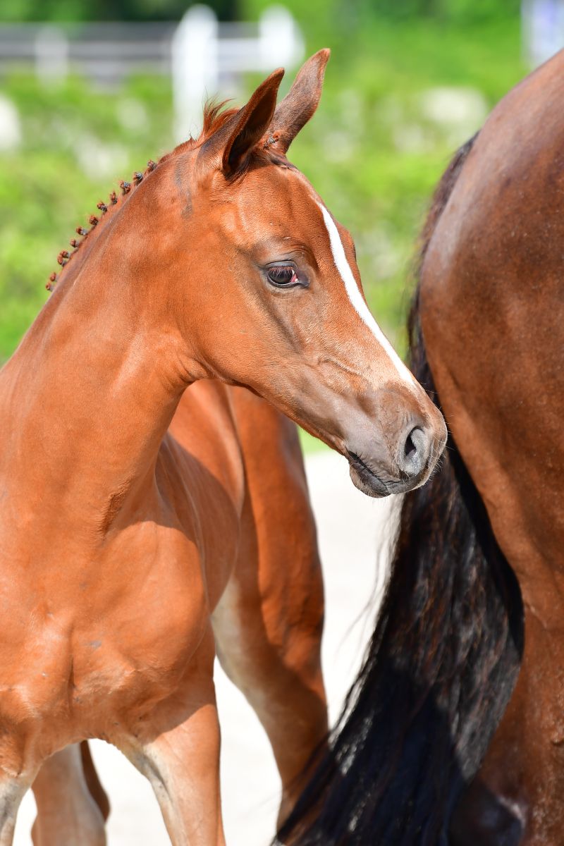 CHACCOL Z - Stallion prospect by CHACCO BLUE ! | Zangersheide.Auction