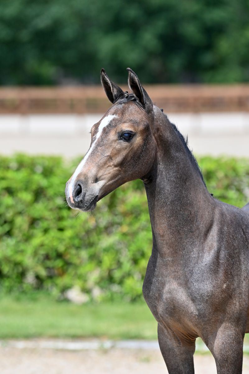 HEY MR AMARYLLIS VD MEIBOOM Z - Son of Pedro Veniss 5* GP mare ...