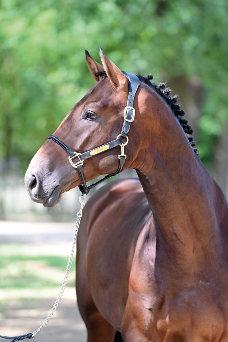 CANTER Z - Brother to Annika Axelssons 1m55 jumping ZANDYCOLLE Z ...