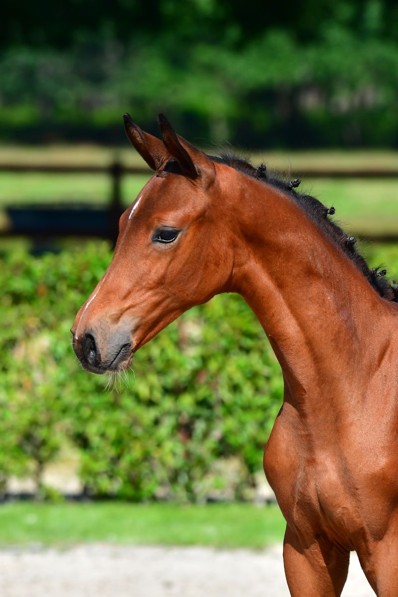CHESTER VH GEBERGTE Z - Rare filly by CORNADO II Z out of sister to ...