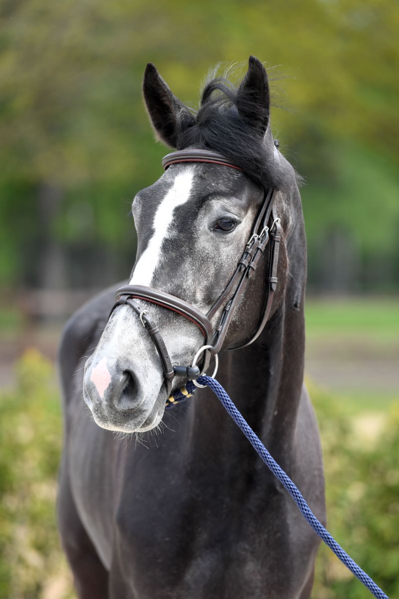 ATLANTA Z - Athletic grey pearl by Asca Z | Zangersheide.Auction