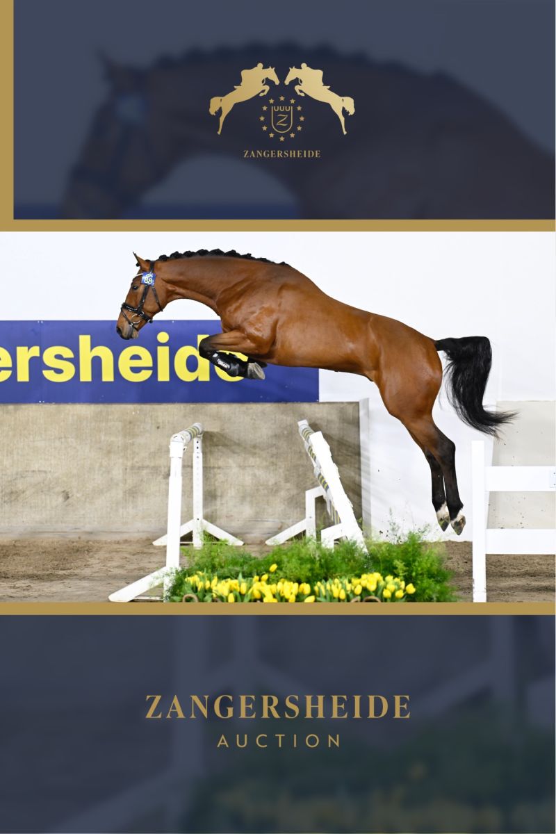 AKTEUR - | Zangersheide.Auction