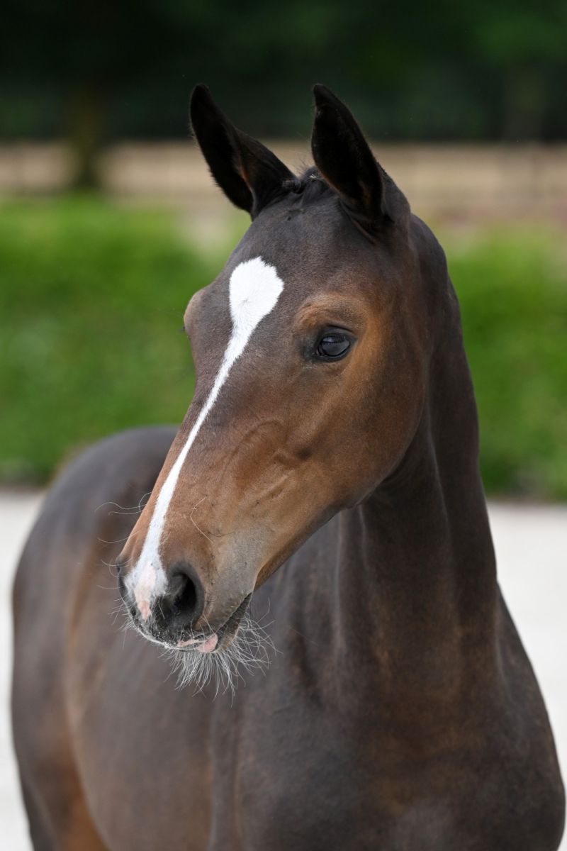 CALUA Z - CUMANO filly out of a sister to C HUNTER and NARAZO DE NYZE Z ...