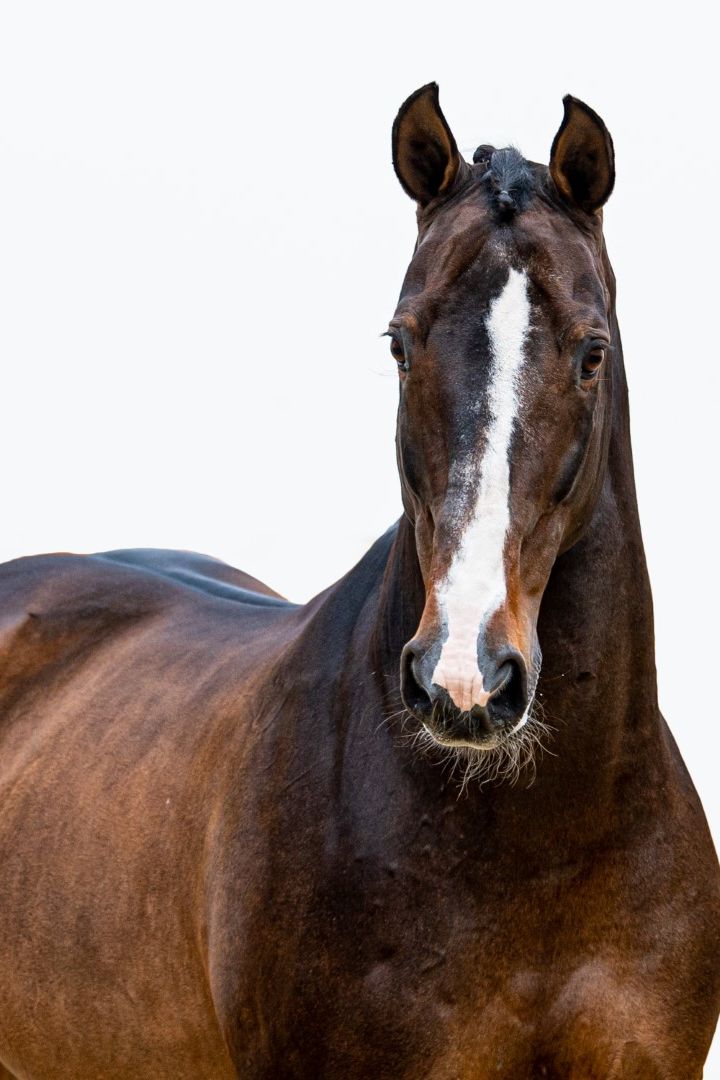 Discover the exclusive stallions of Zangersheide | Studfarm Zangersheide