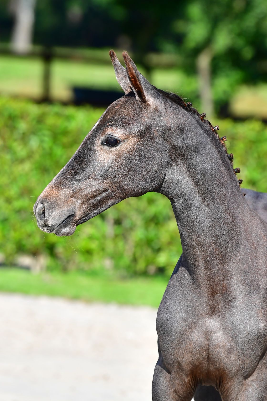 MILKY WAY AEG Z - Filly by MYLORD CARTHAGO out of the full sister to ...