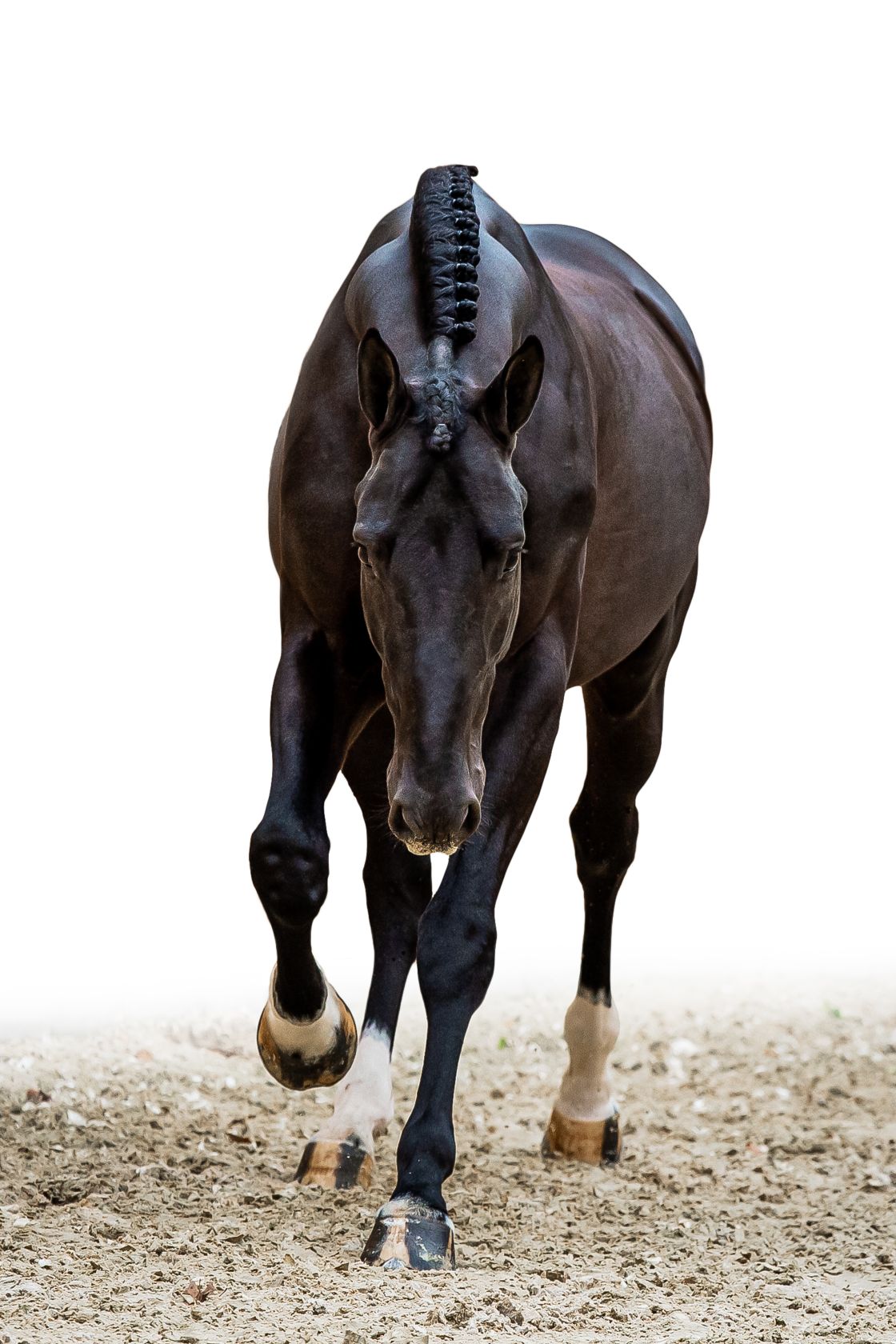 Discover the exclusive stallions of Zangersheide | Studfarm Zangersheide