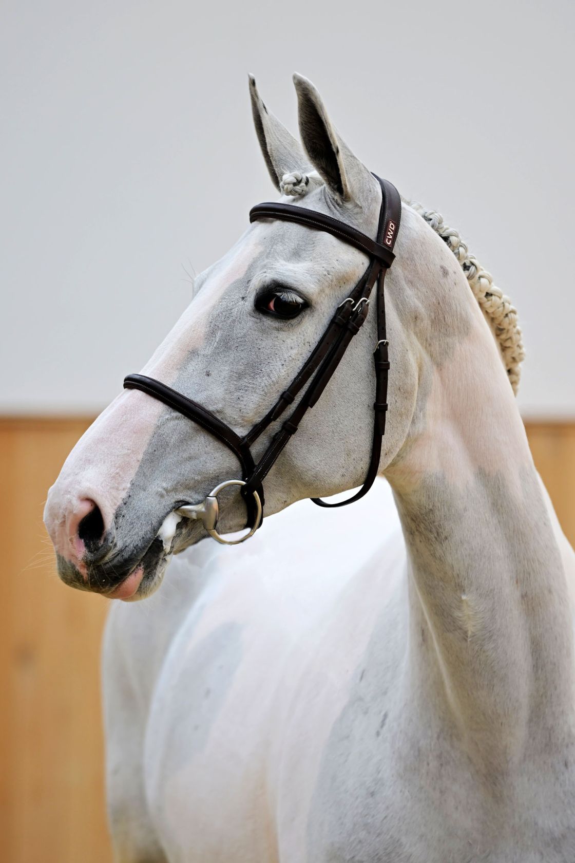 L'ALBERTINE SITTE - Quality & scope! | Zangersheide.Auction