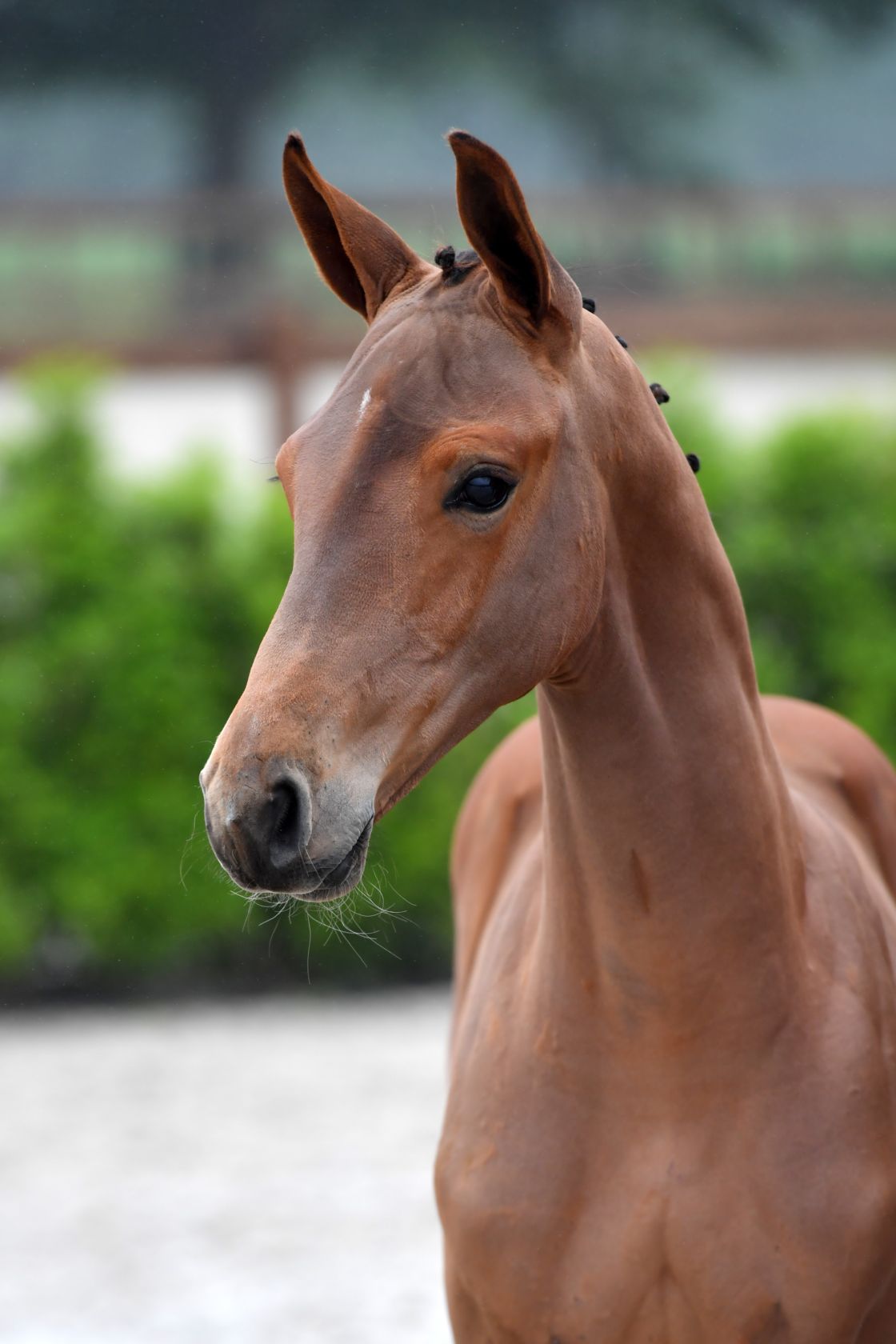 ELLA DIVA NN Z - ELDORADO VD ZESHOEK TN out of international damline ...