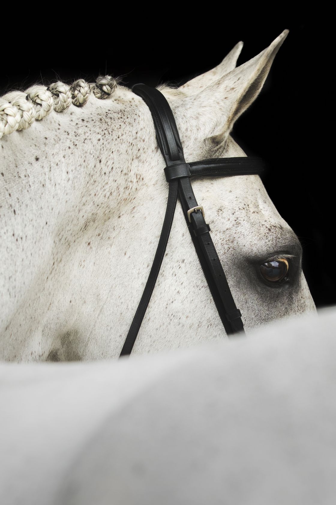 Discover the exclusive stallions of Zangersheide | Studfarm Zangersheide