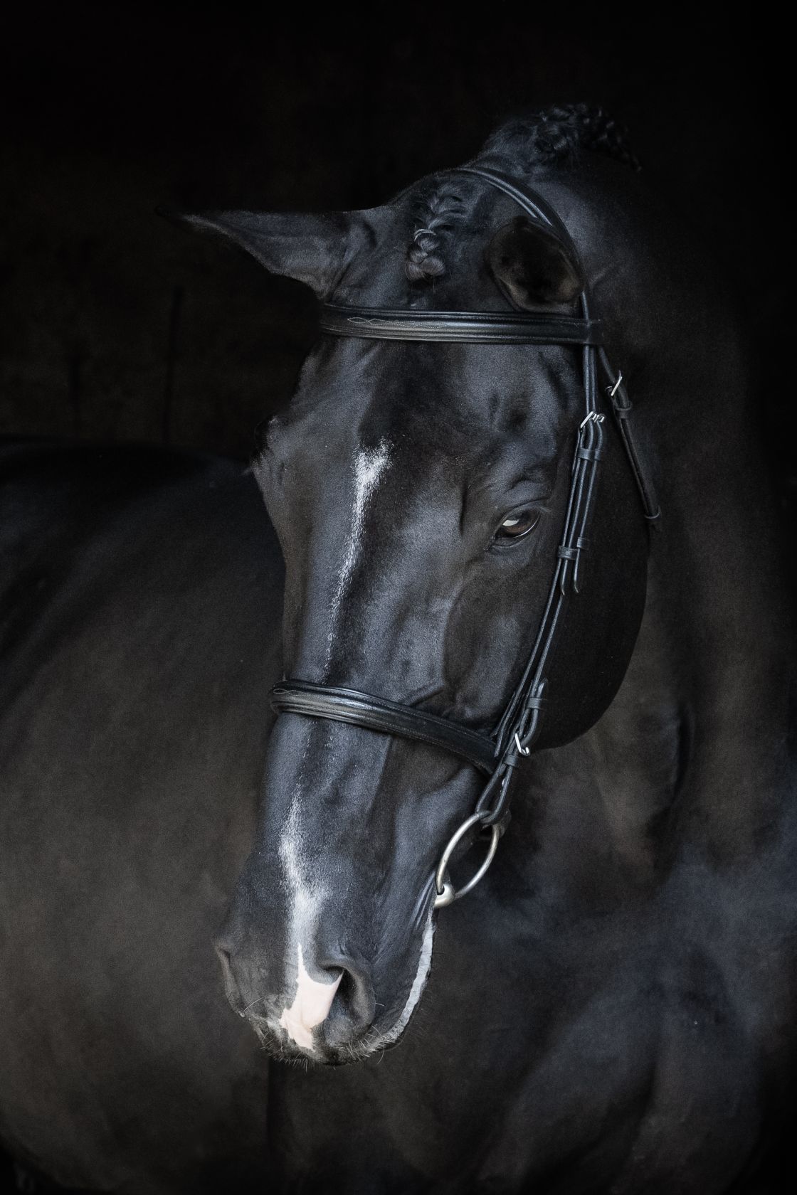 DOMINATOR 2000 Z - His legacy is already written! | Studfarm Zangersheide