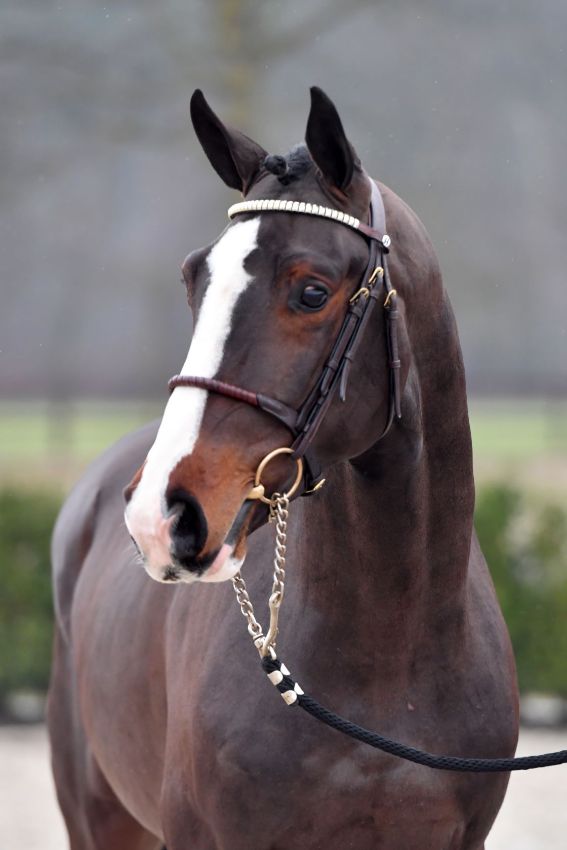 AREZZO Z - Eye-catching stallion by Air Jordan Alpha Z! | Zangersheide ...