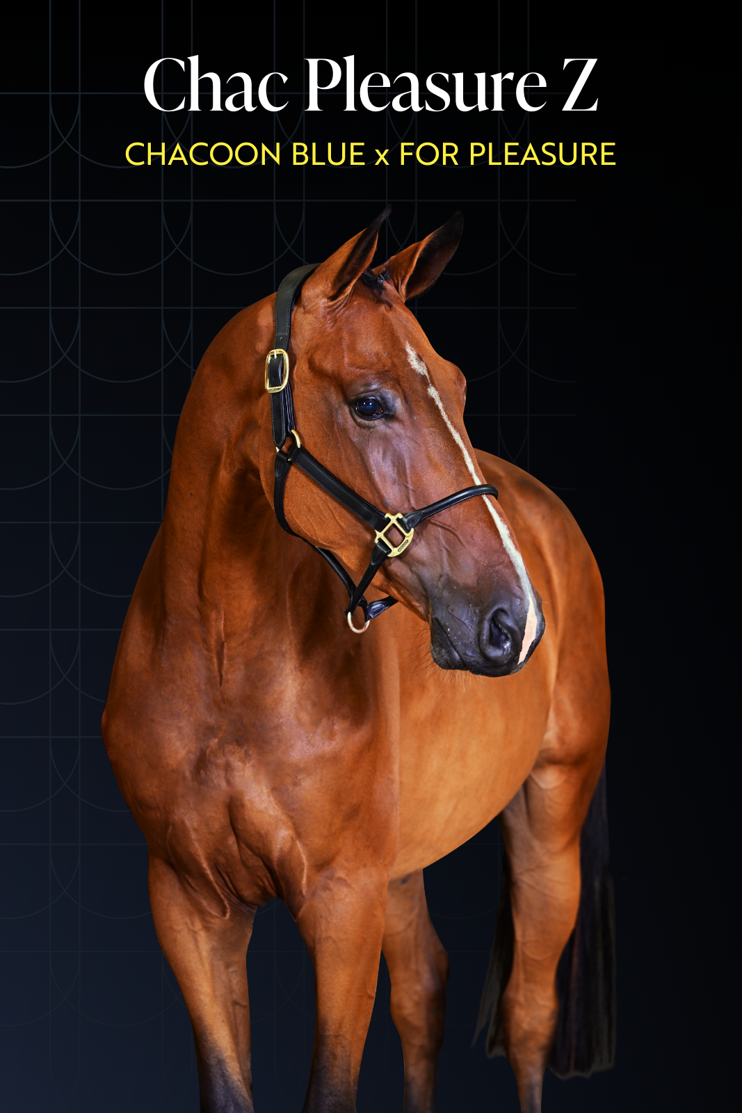 CHAC PLEASURE Z - Striking talent on his road to succes! | Zangersheide ...