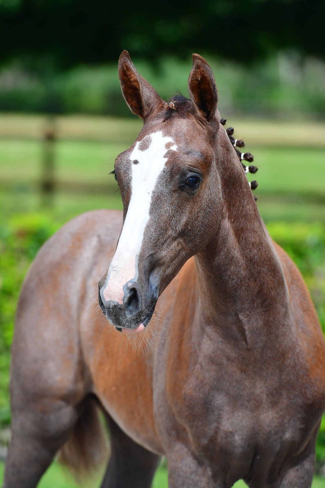 HADES DE REGOR Z - Heartbreaker out of world famous mare CENTA DE MUZE ...