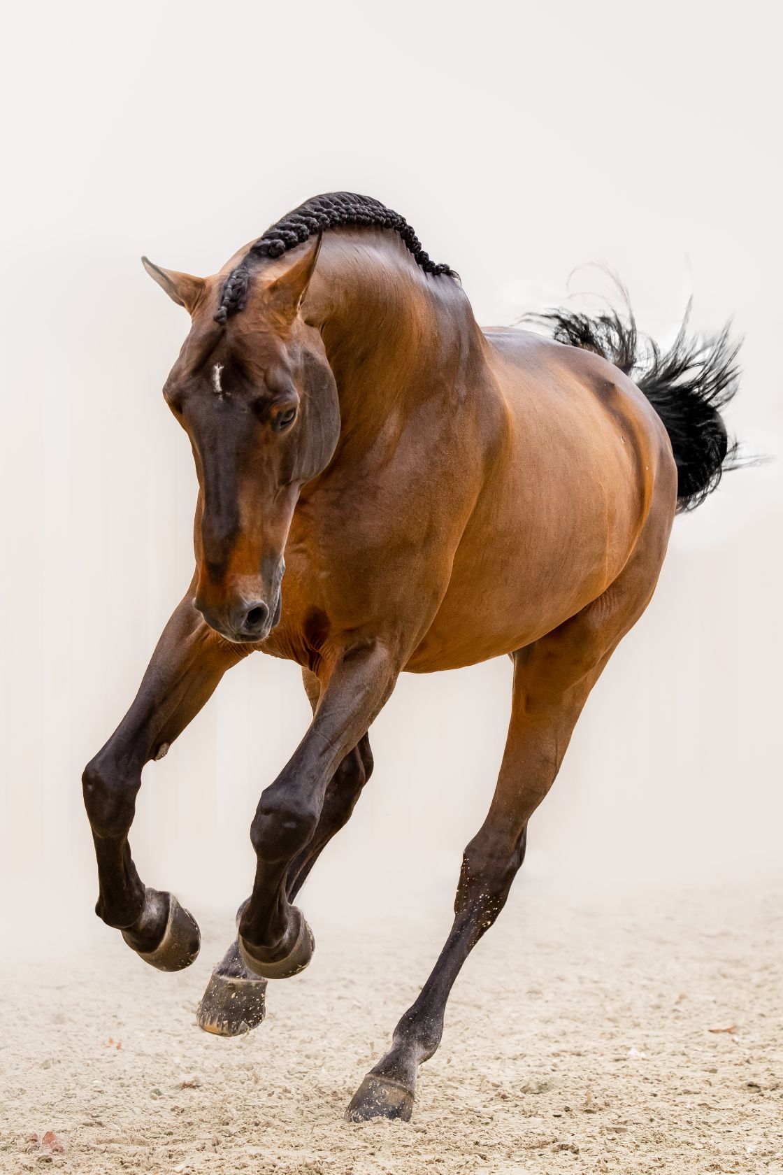 Discover the exclusive stallions of Zangersheide | Studfarm Zangersheide