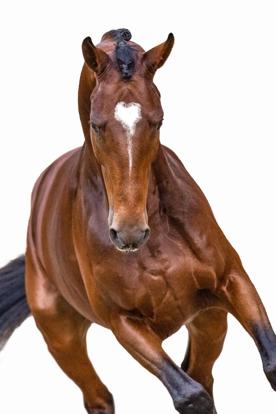 Discover the exclusive stallions of Zangersheide | Studfarm Zangersheide