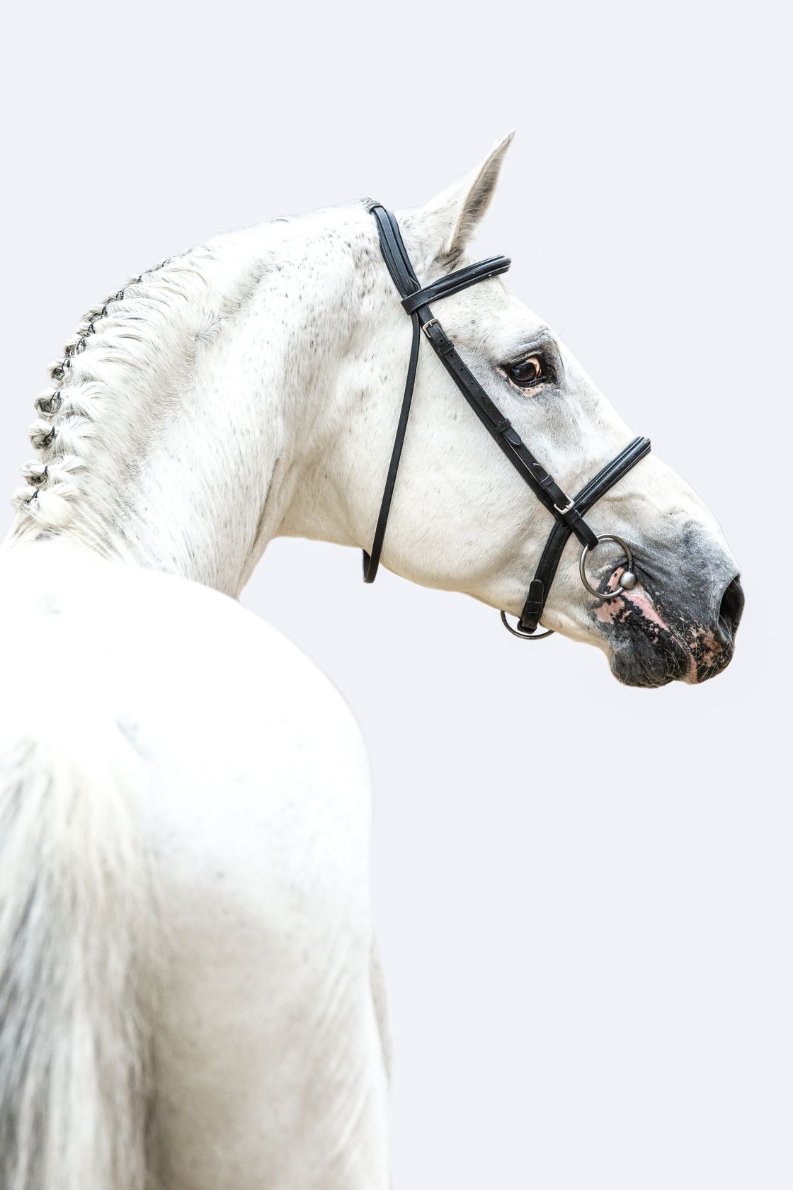 Entdecken Sie die exklusiven Hengste von Zangersheide | Gestüt Zangersheide