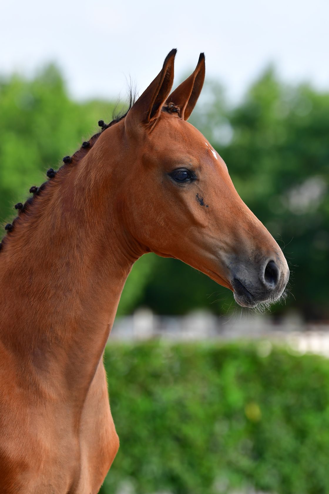 ELBOUCHE VH HELLEGAT Z - Out of the full sister to AD BABOUCHE ...