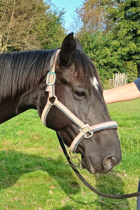 TABELLE VD KATTEN EECK Z - | Breeders.zangersheide.auction